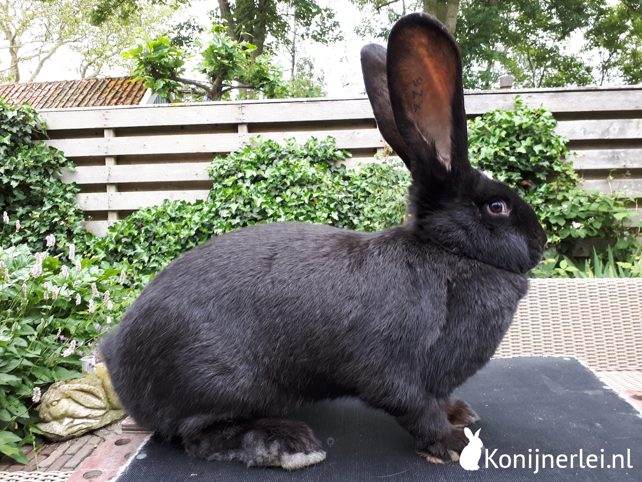 konijnerlei.nl - Vlaamse Reus - De kleurslagen